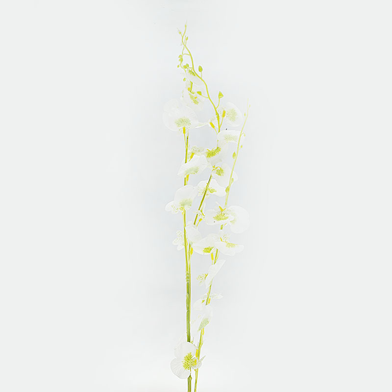 Planta Mini Calita Color – Yaques Hnos